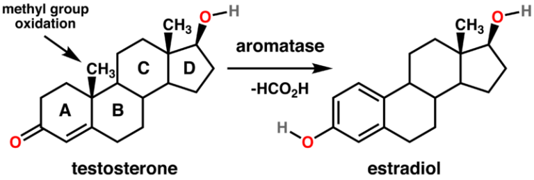 Testosterone converts to estrogen via aromatase enzyme. » Revive Low T ...